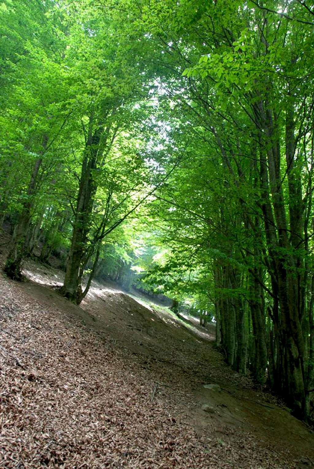 jangal : Photos, Diagrams & Topos : SummitPost