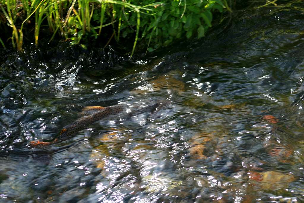 Spawning Yellowstone cutthroat trout : Photos, Diagrams & Topos ...