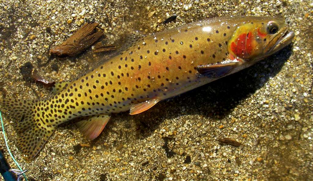 Cutthroat Trout : Photos, Diagrams & Topos : SummitPost
