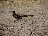 Sandia Mountains : Climbing, Hiking & Mountaineering : SummitPost