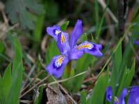 Michigan Wildflowers : Photo Albums : SummitPost