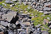 Saddlebag Lake Loop Trail : Climbing, Hiking & Mountaineering : SummitPost