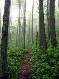 Mount Rogers Trail : Climbing, Hiking & Mountaineering : SummitPost