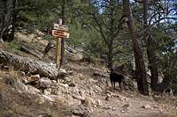 Shelf Road : Climbing, Hiking & Mountaineering : SummitPost