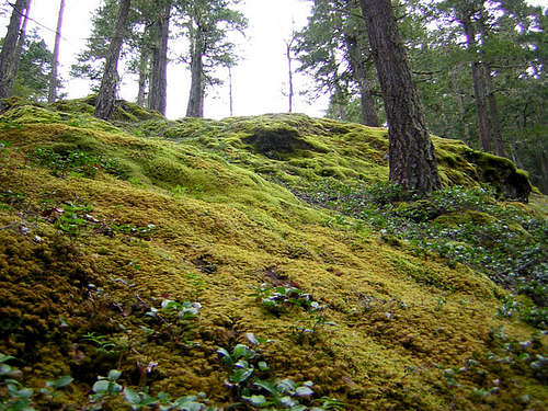 Mount Rose : Climbing, Hiking & Mountaineering : SummitPost