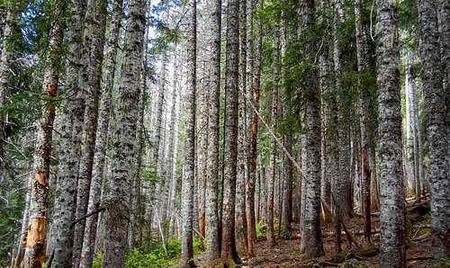 Olympic Range (WA) : Climbing, Hiking & Mountaineering : SummitPost