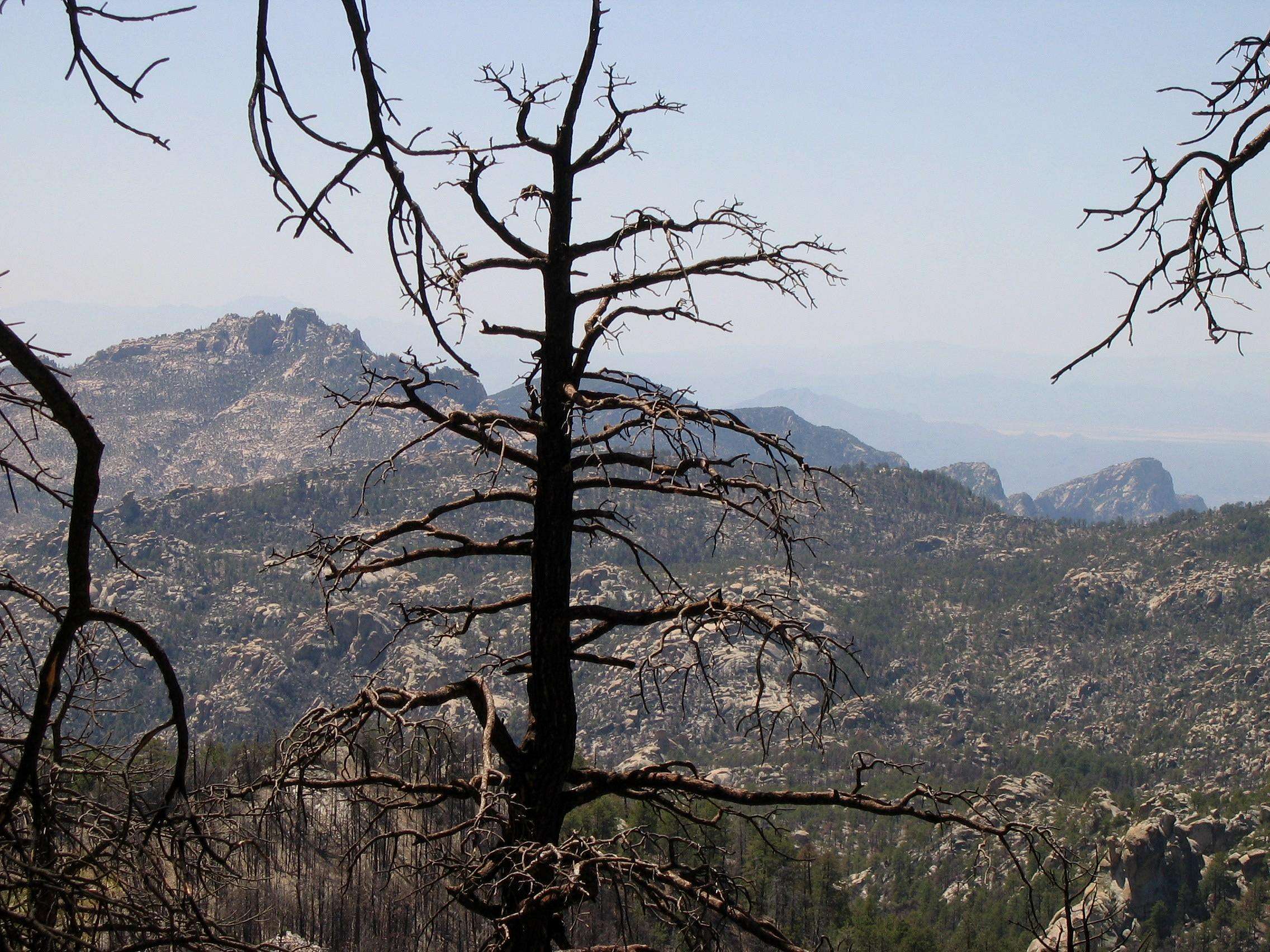 Mt. Lemmon : Climbing, Hiking & Mountaineering : SummitPost